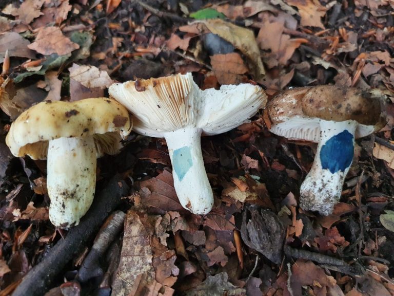 Guaiac (Guaiacum resin in alcohol) for Russulas 10mL