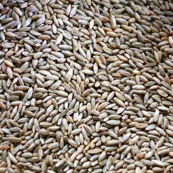 Rye grain 1 kg